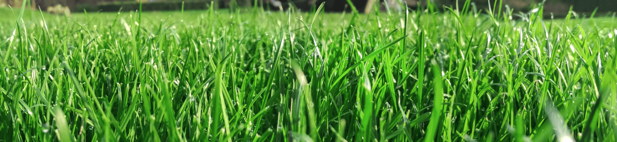 Turf Management | Northern Meadows POA