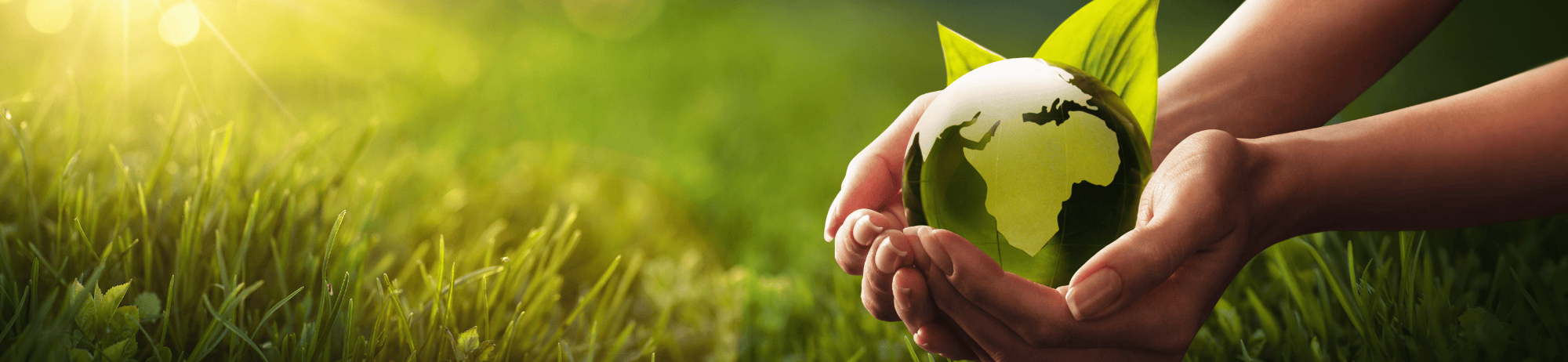 Tree Services | Northern Meadows POA
